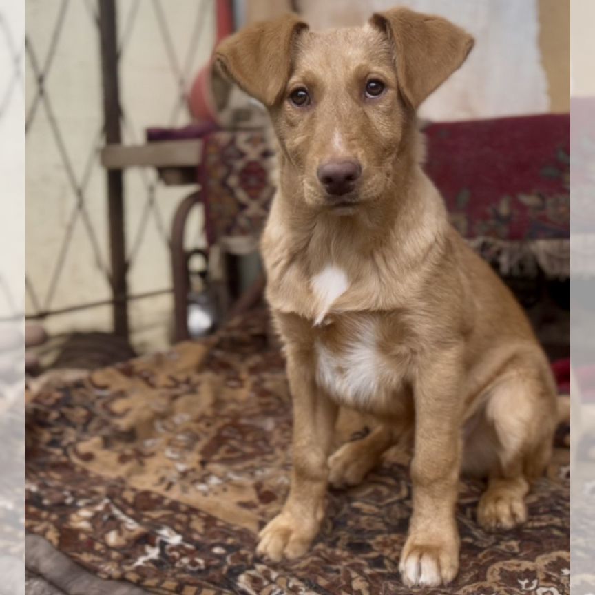 Щенок в добрые руки