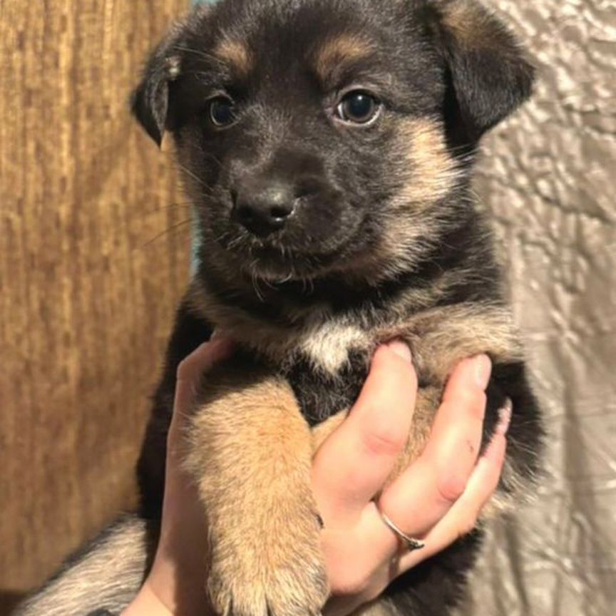 Щенки 2 месяца