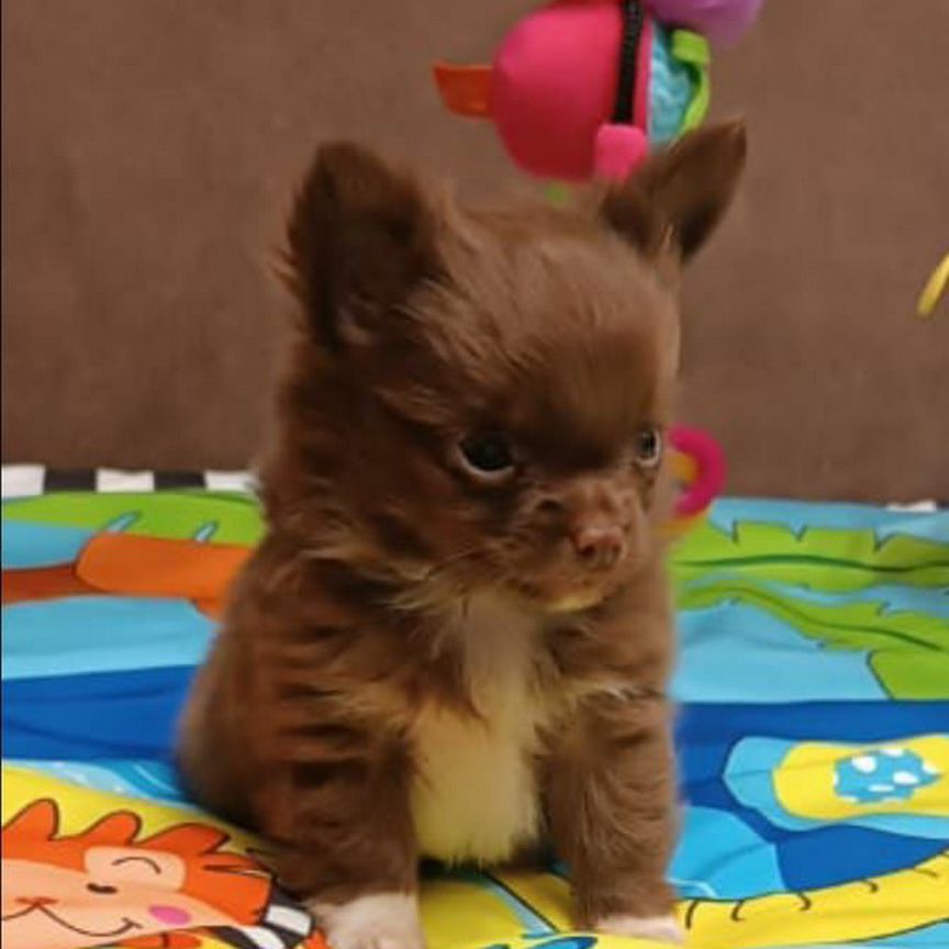 Прелестный шоколадик чихуахуа