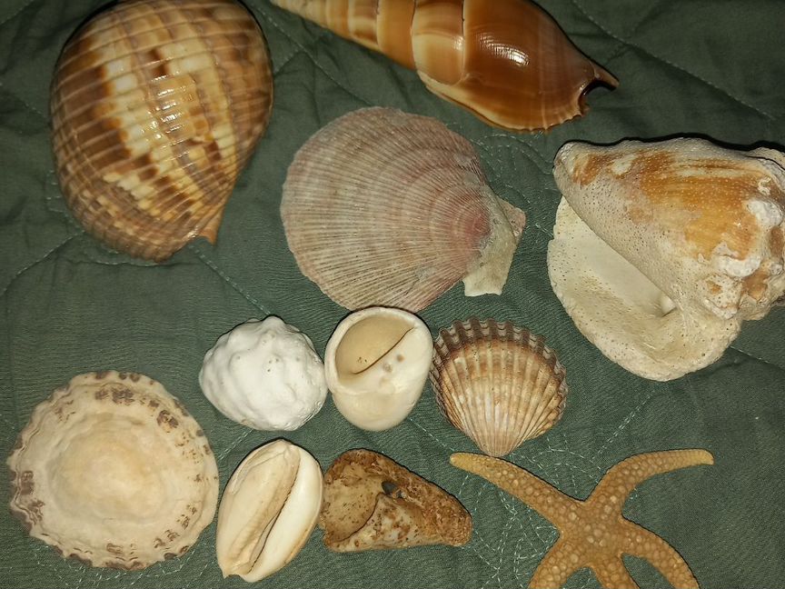 Ракушки
