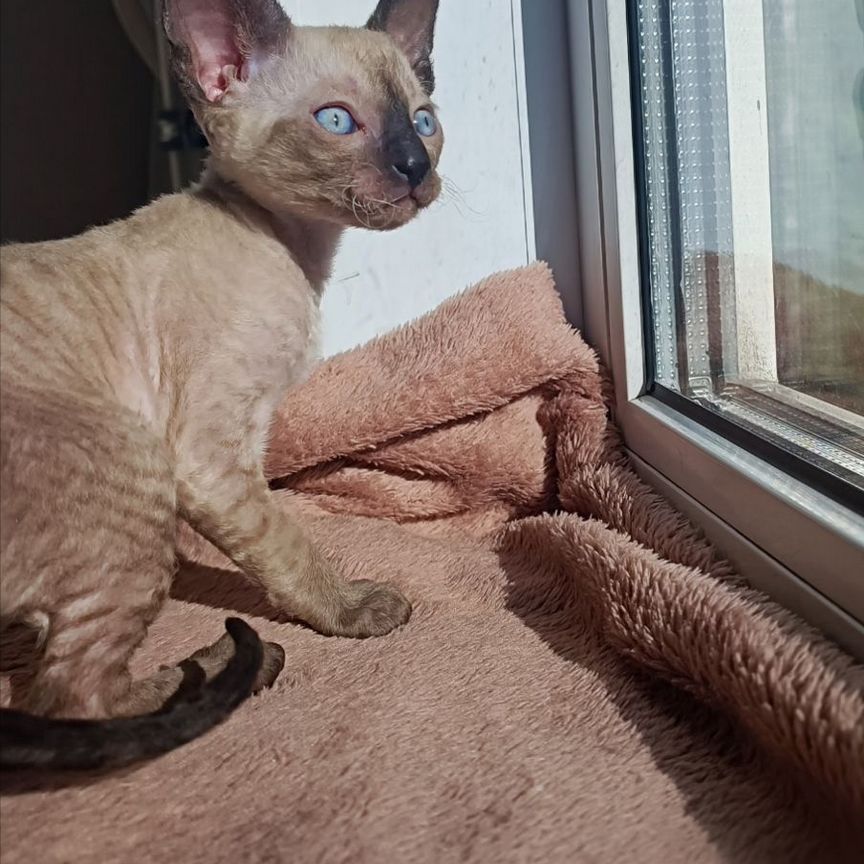Котенок корниш рекс