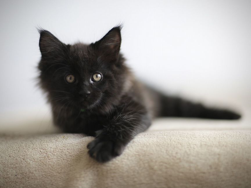 Котята мейн-кун черные и дым