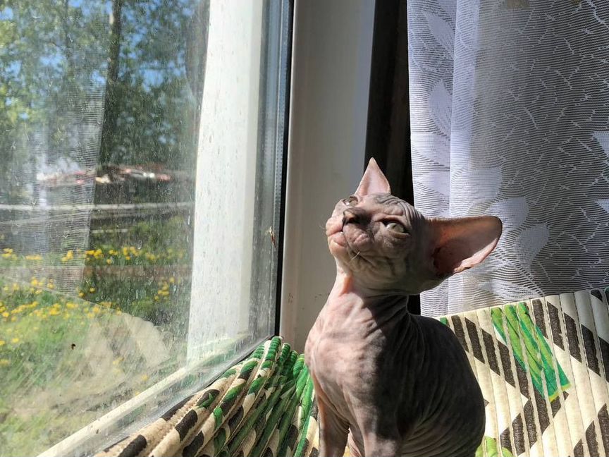 Котята сфинкс