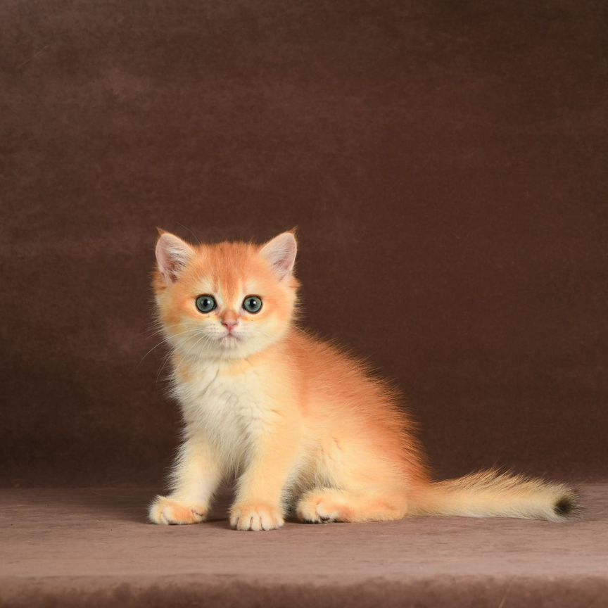 Британский котёнок