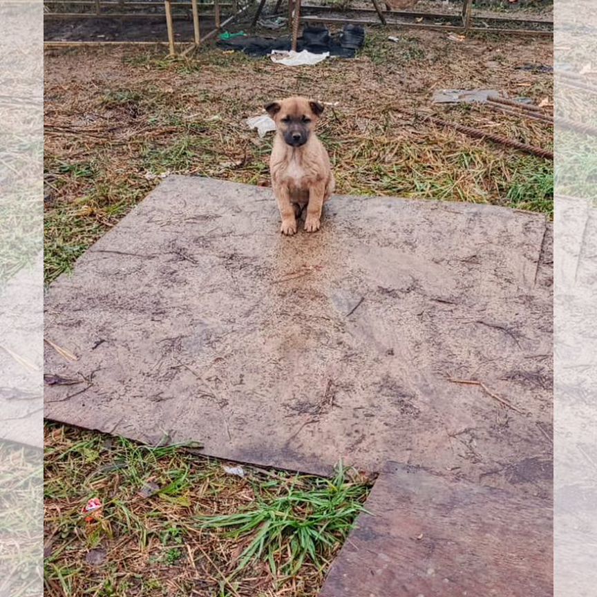 Щенок в добрые руки