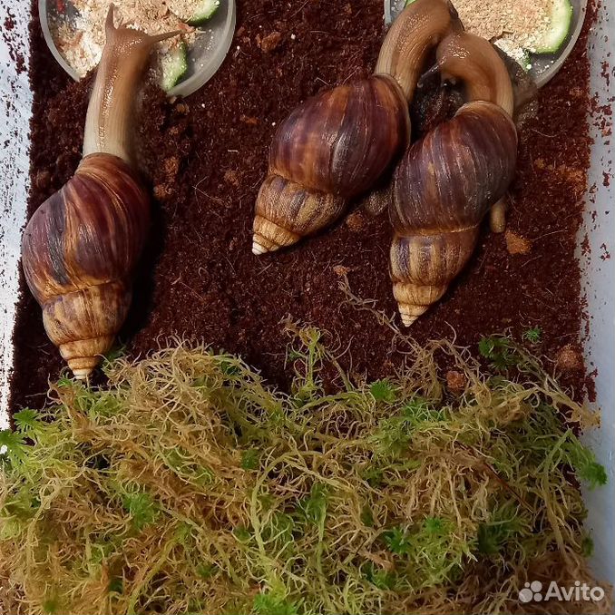 Улитки ахатины бесплатно