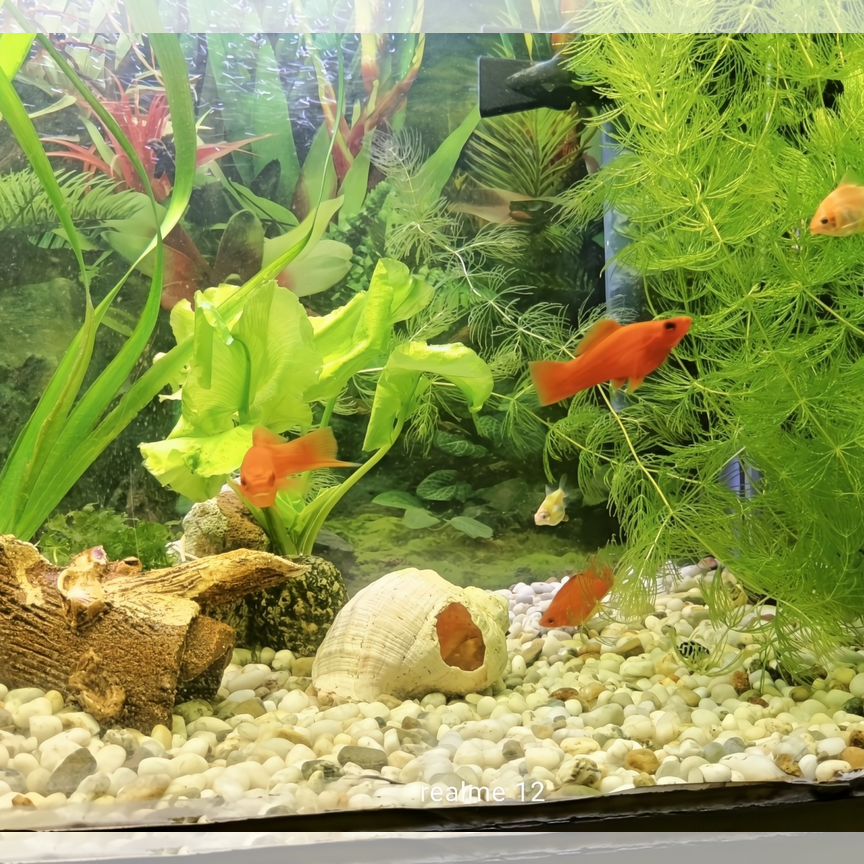 Меченосец рубин