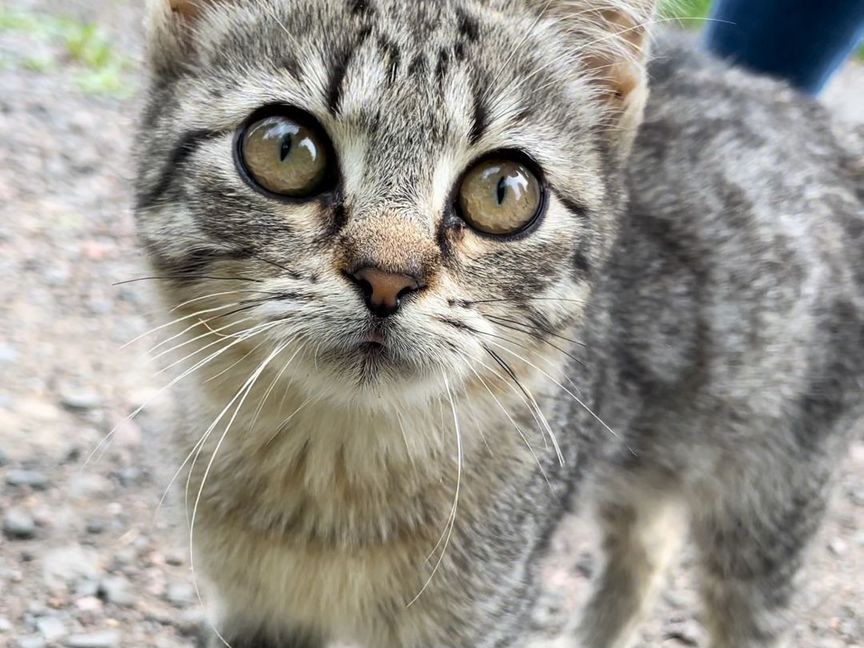 Котенок в добрые руки