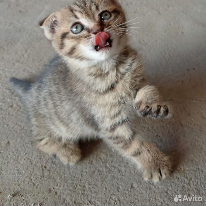 Котенок / Шотландская вислоухая наполовинку