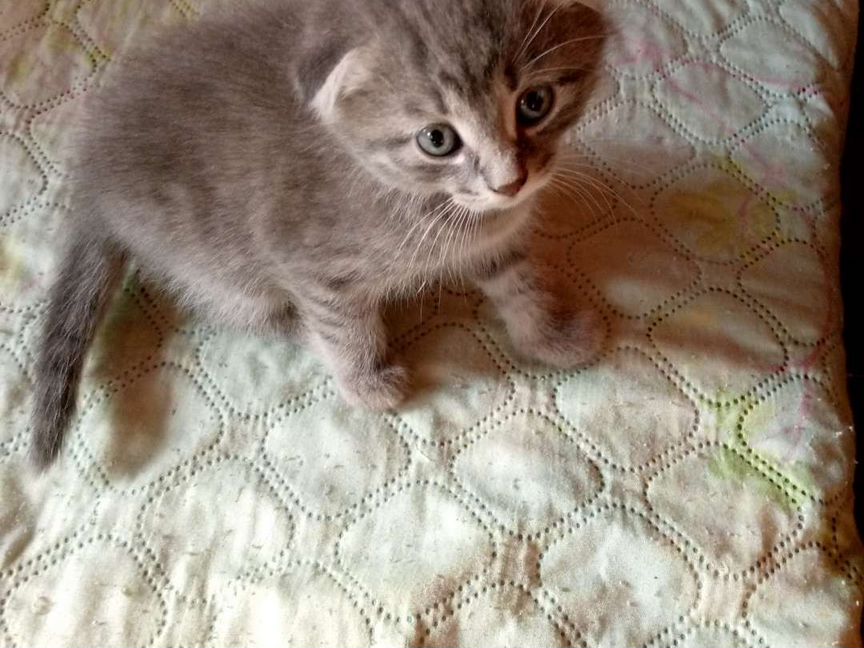 Продам котенка