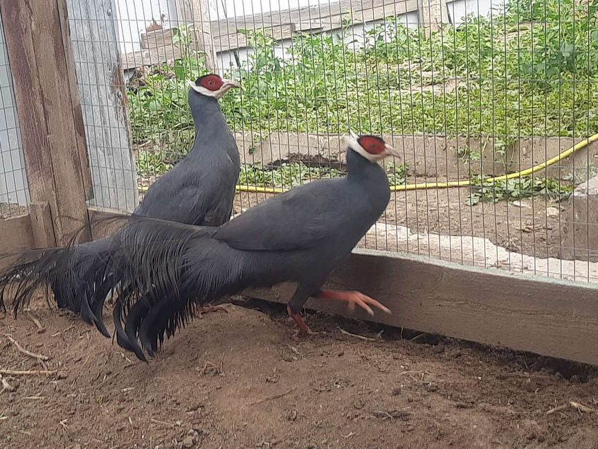 Синий ушастый фазан