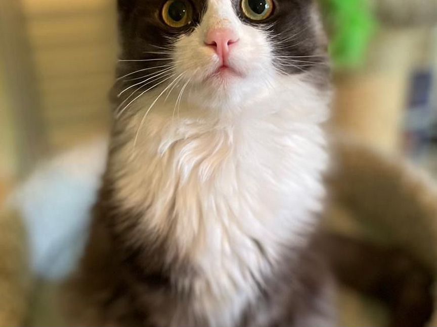 Котенок Тёма