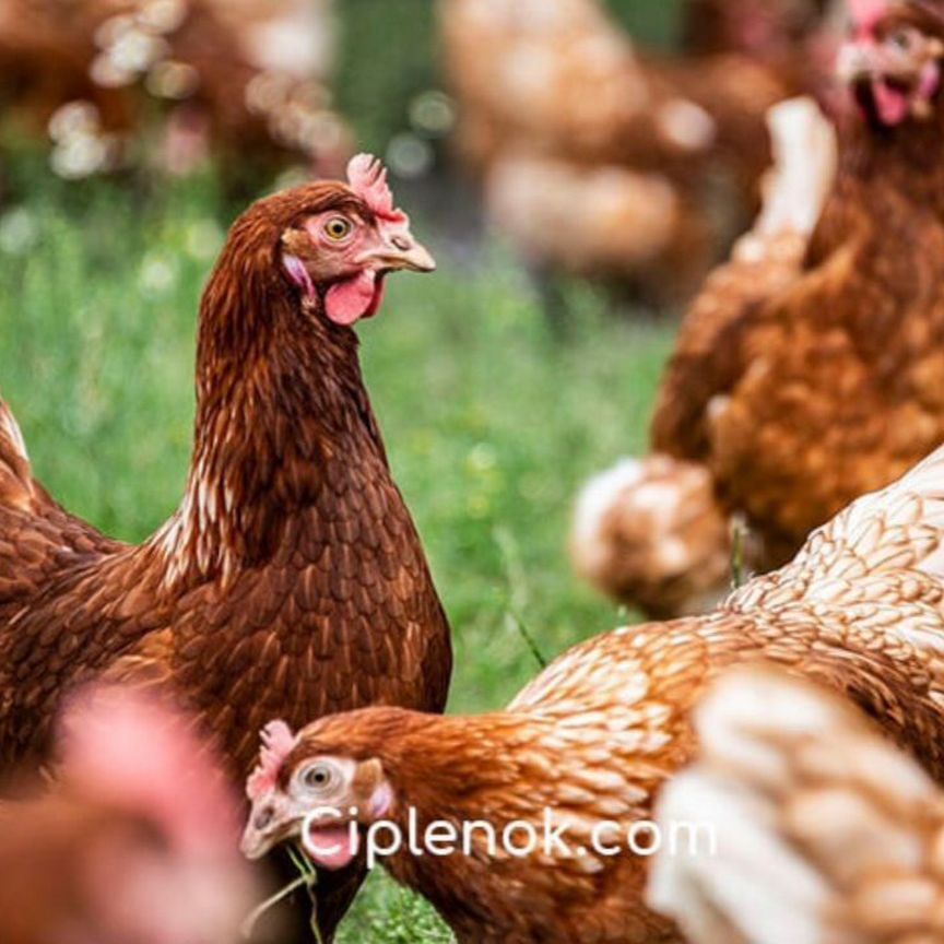 Куры несушки 3-х летки бесплатно