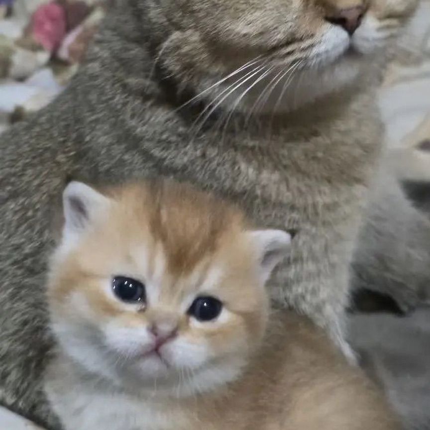 Шотландский вислоухий короткошёрстный котёнок