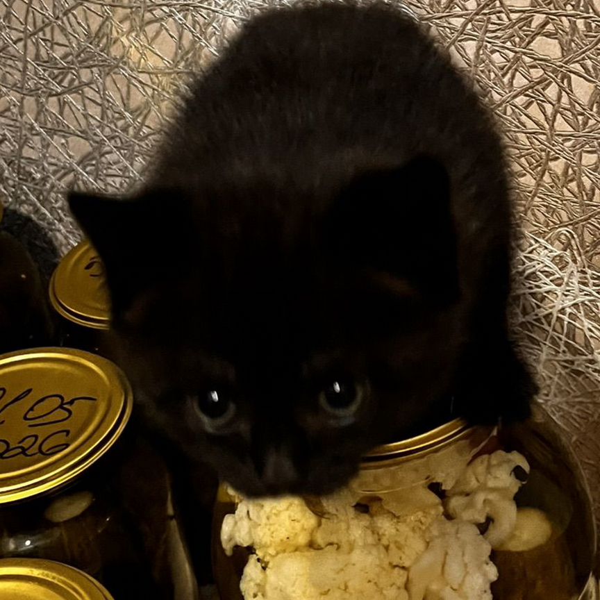 Шотландский прямоухий короткошёрстный котёнок