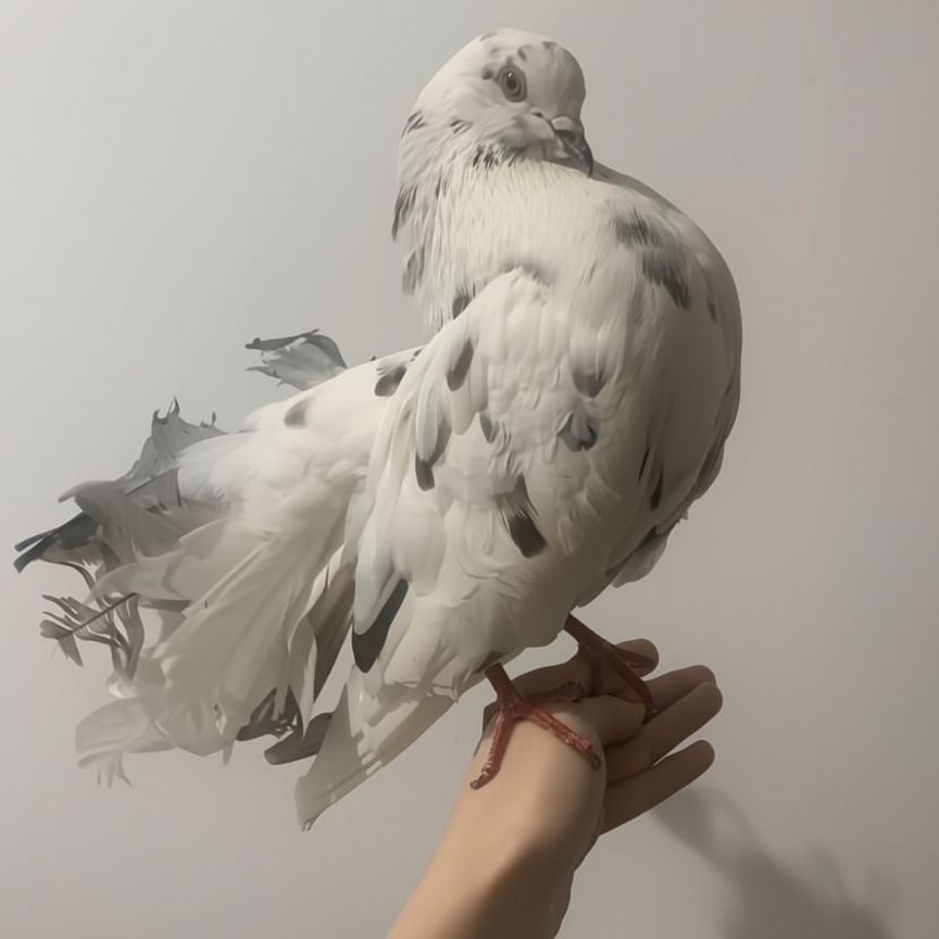 Ручной голубь