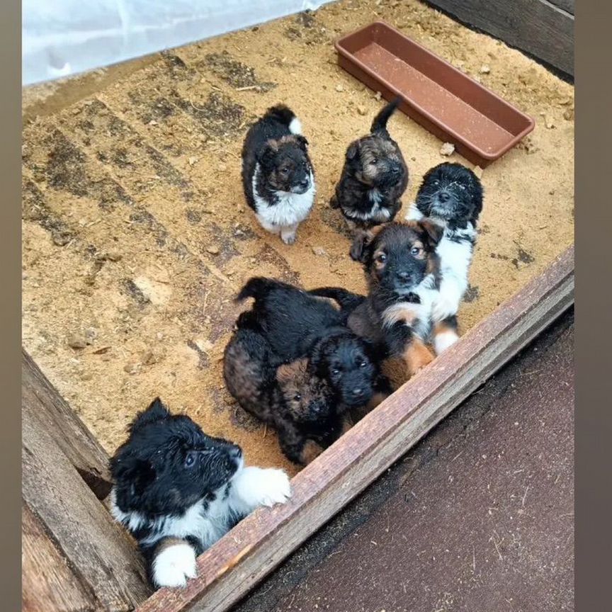 Щенок в добрые руки