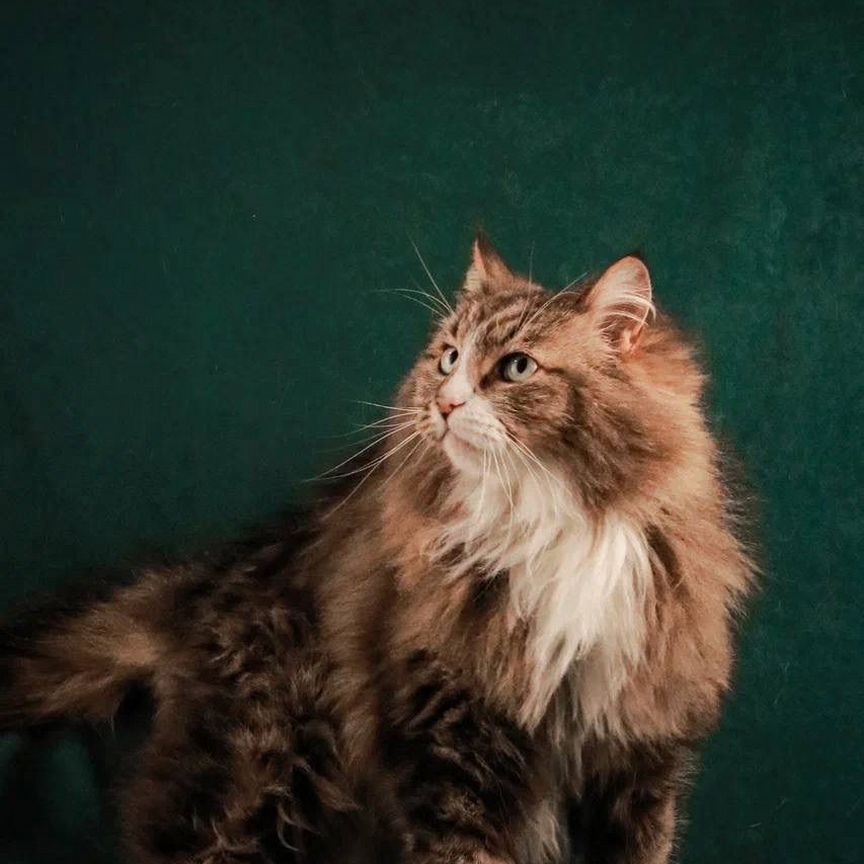 Домашний кот Пушик