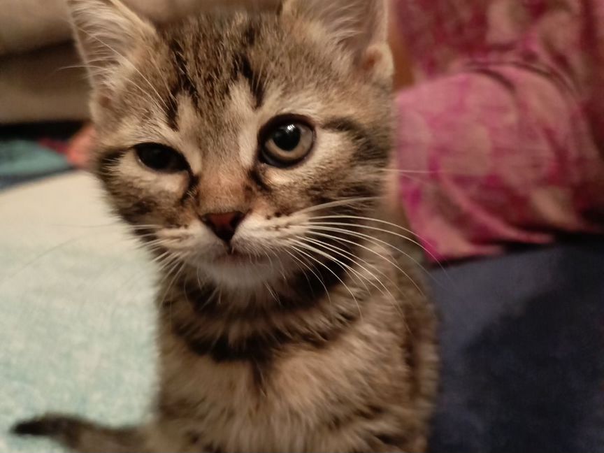 Котята в добрые руки бесплатно