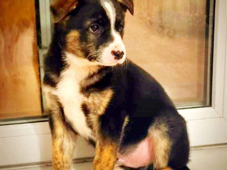 Щенок-Мишутка