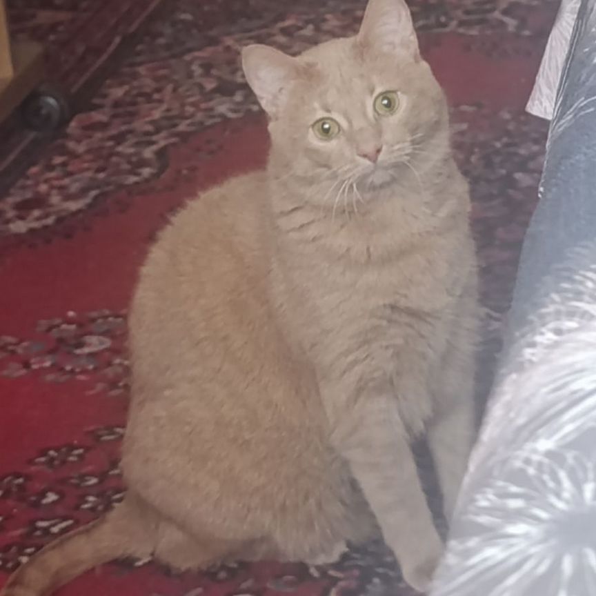 Взрослая, кошка в добрые руки