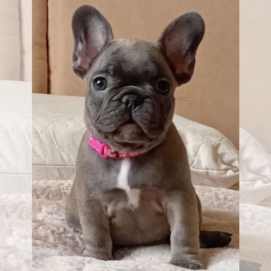 Французский бульдог, щенок