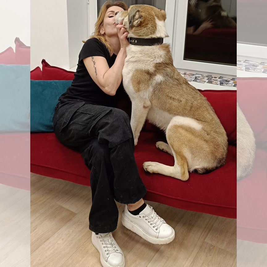 Среднеазиатская овчарка, взрослый пёс