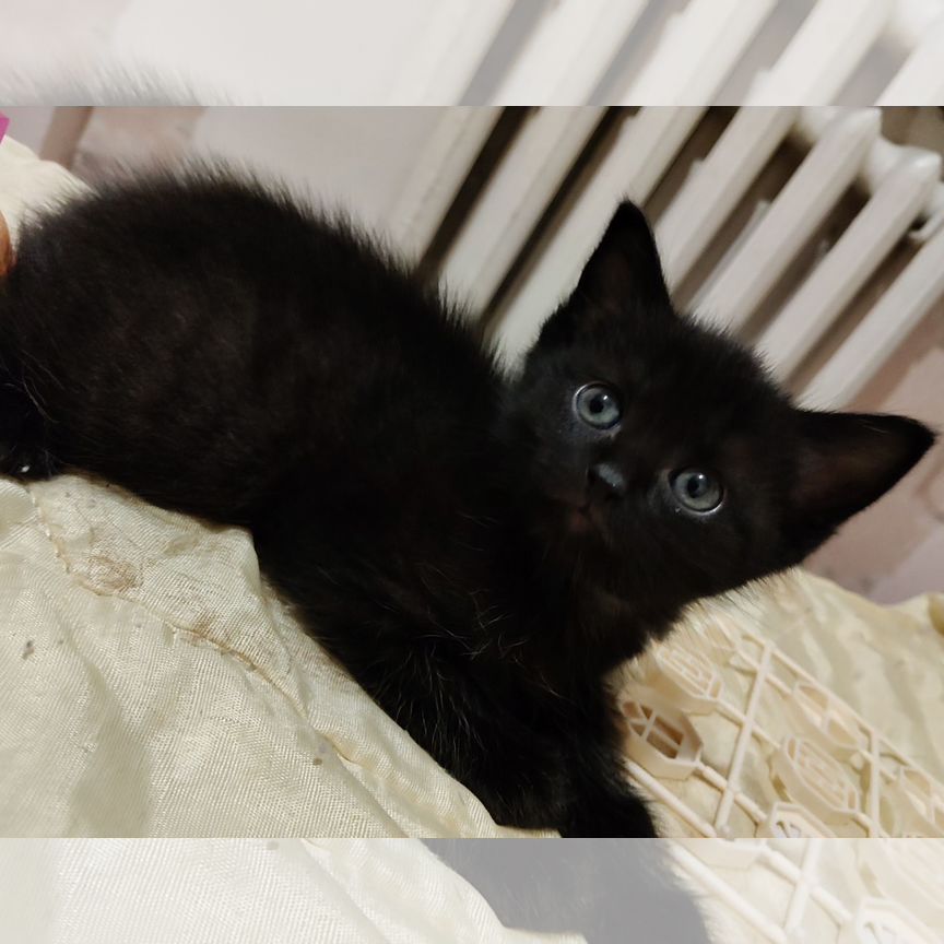 Котёнок в добрые руки