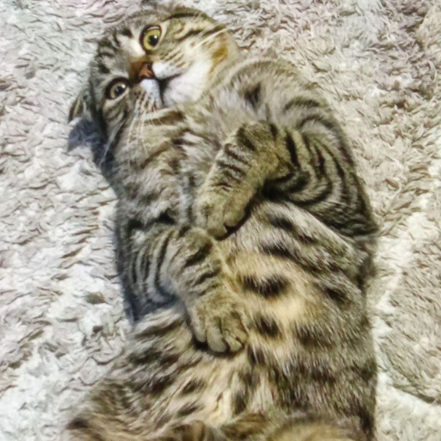 Британский короткошёрстный котёнок