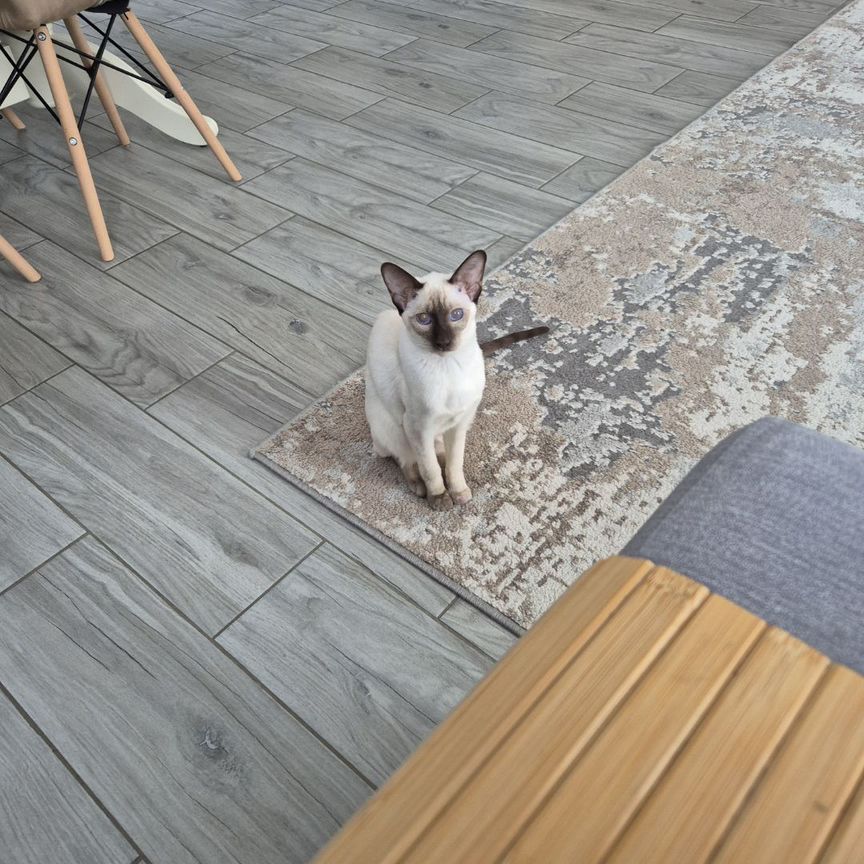 Ориентальная кошечка