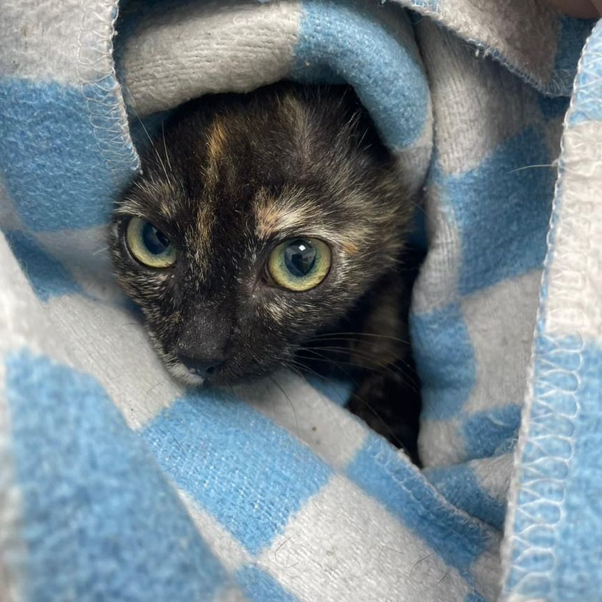 Кошечка в добрые руки