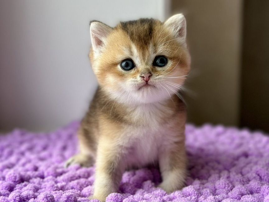 Кот золотая шиншилла супер ласковый