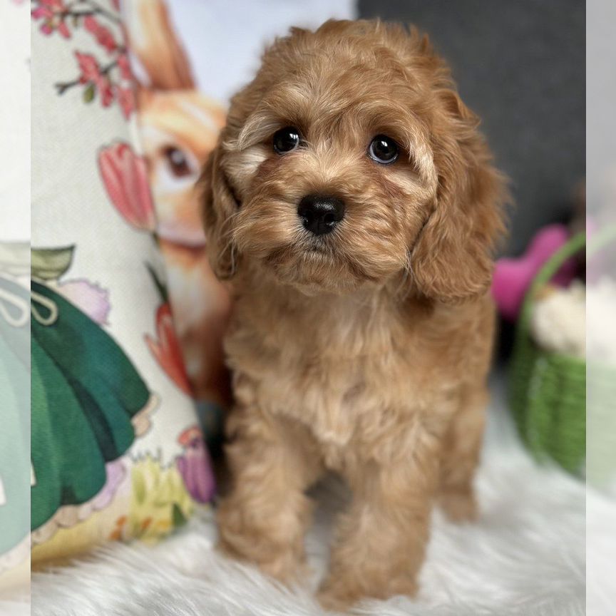 Кокапу, щенок