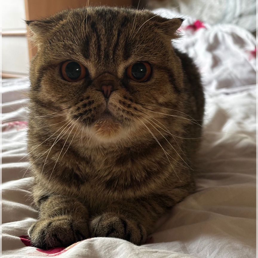 Шотландская вислоухая короткошёрстная, взрослая кошка