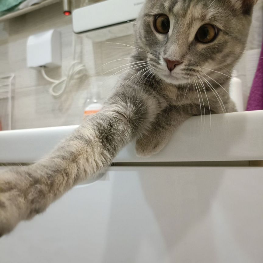 Кошка