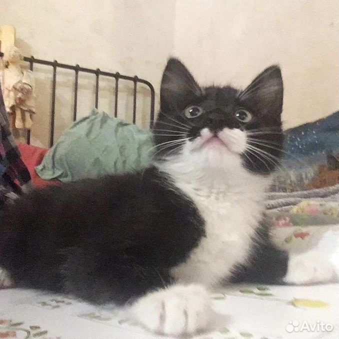 Котенок Бантик