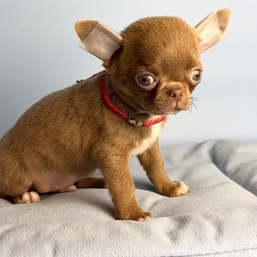 Чихуахуа, щенок