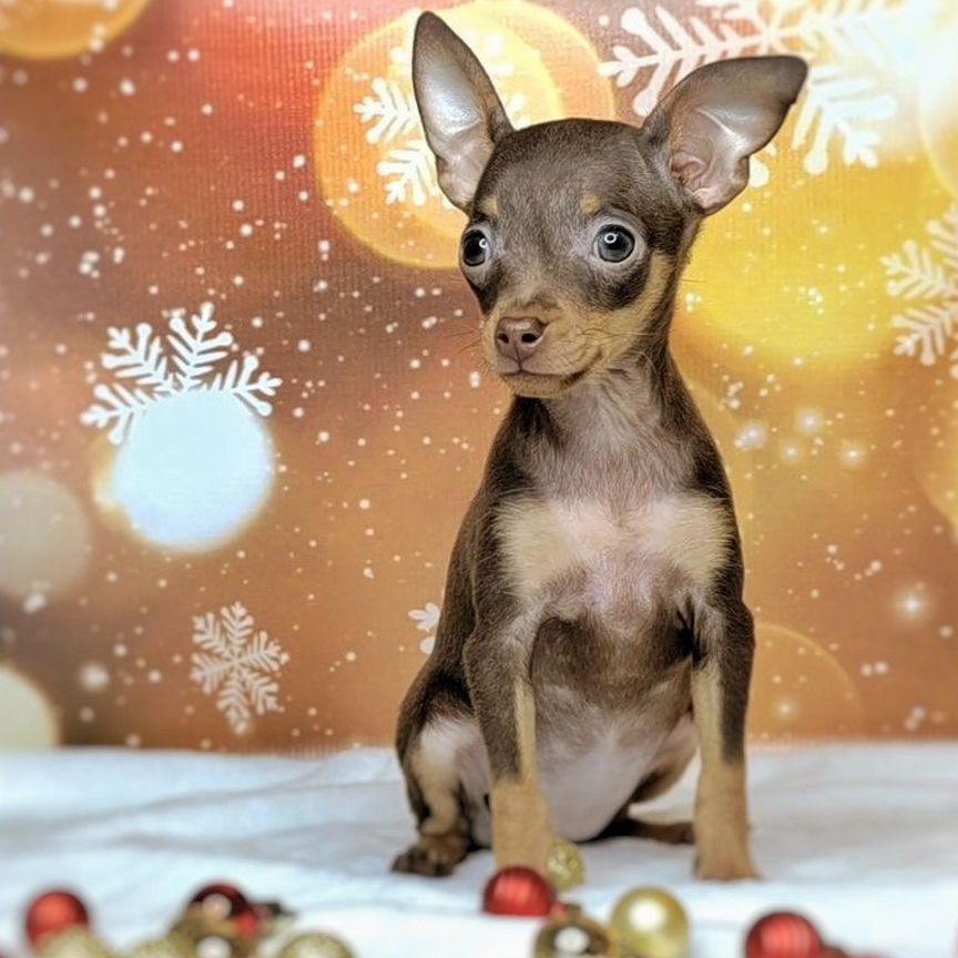 Пражский крысарик, щенок