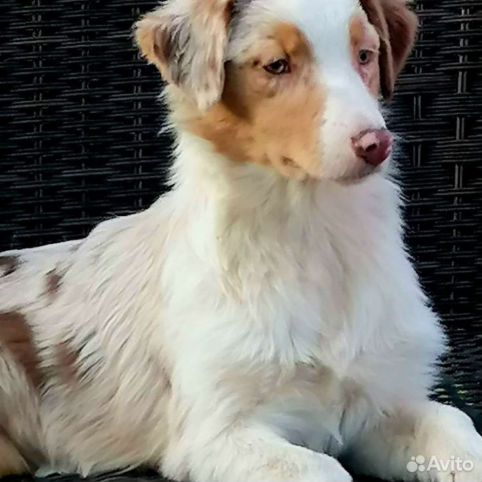 Австралийская овчарка- девочка подросток