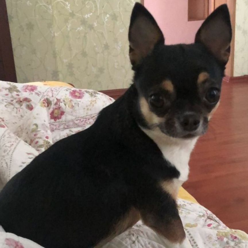 Чихуахуа, щенок