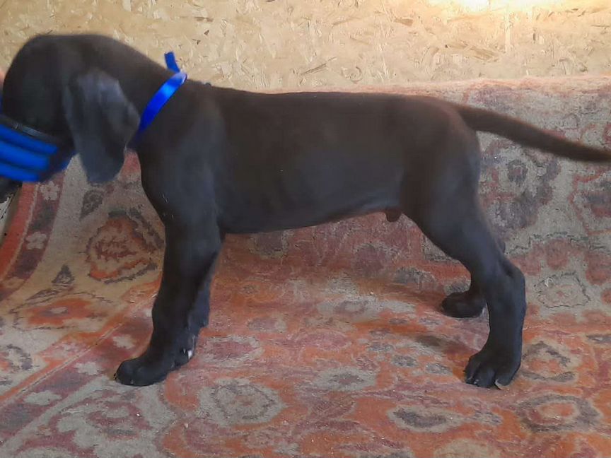 Немецкий дог