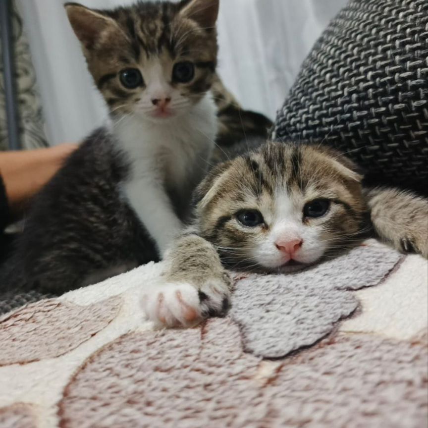 Шотландские котята