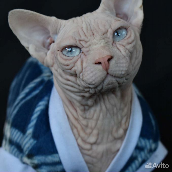 Канадский сфинкс - кот бамбино