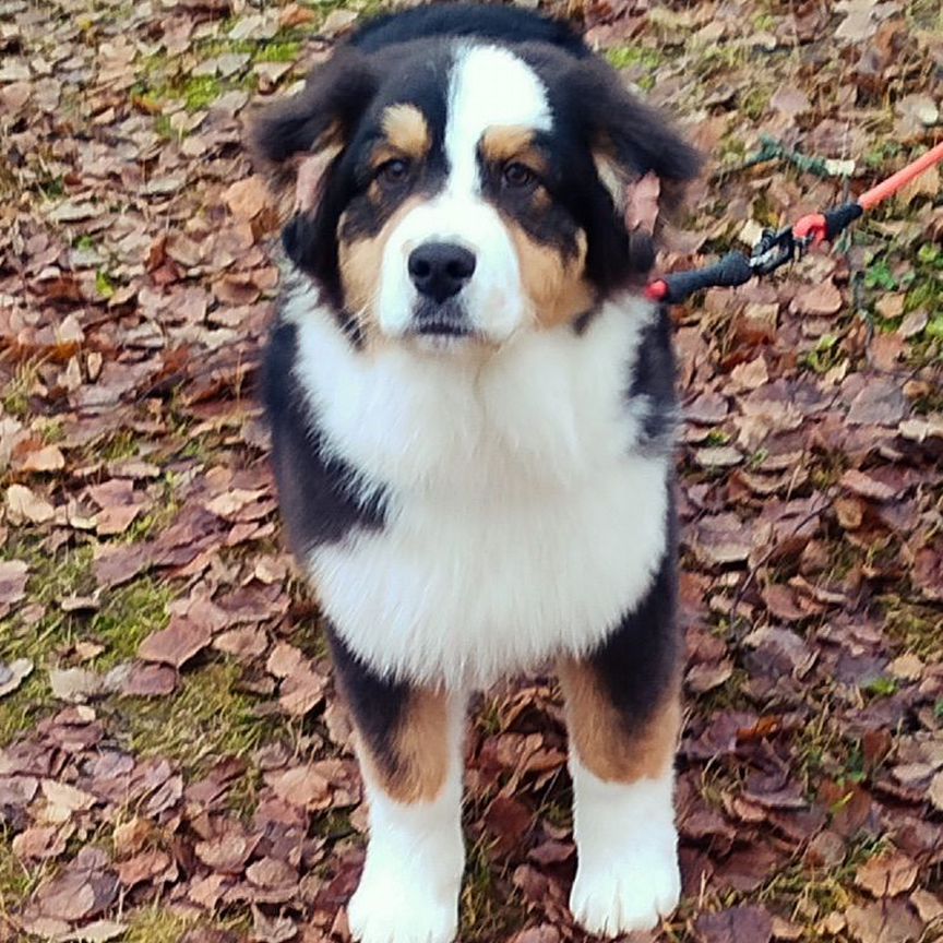 Австралийская овчарка, щенок