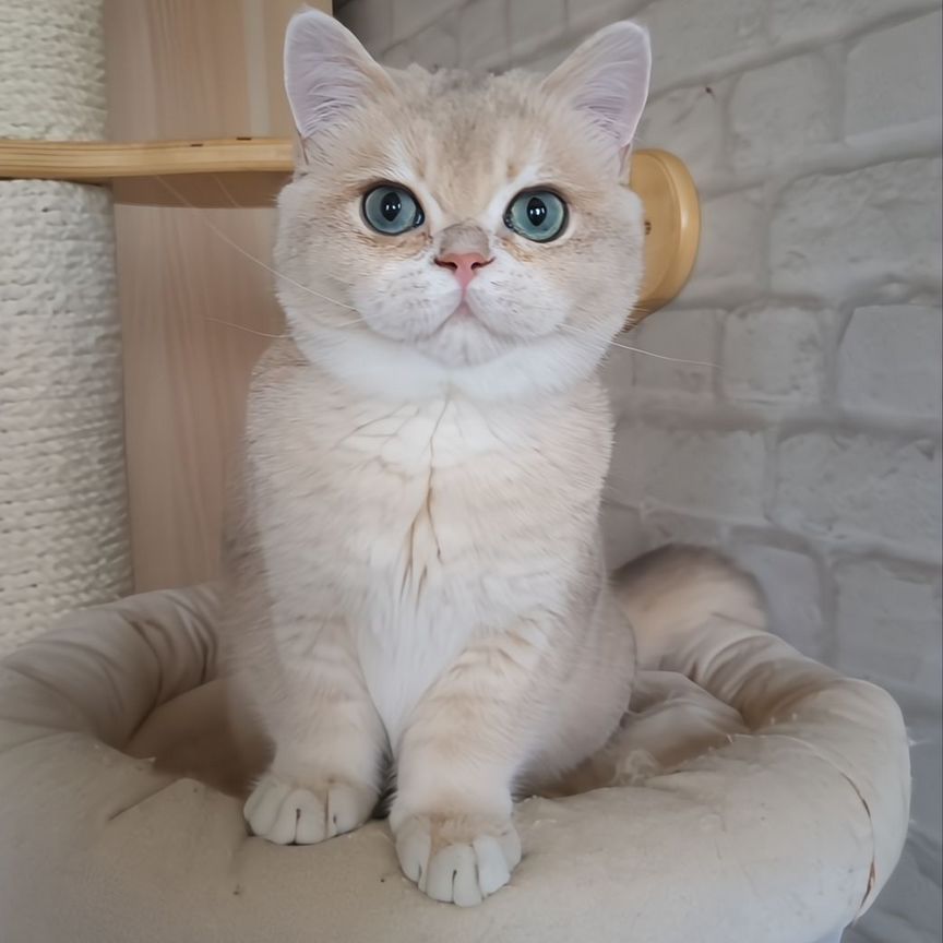 Британский короткошёрстный котёнок