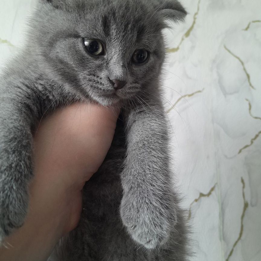 Британская вислоухая