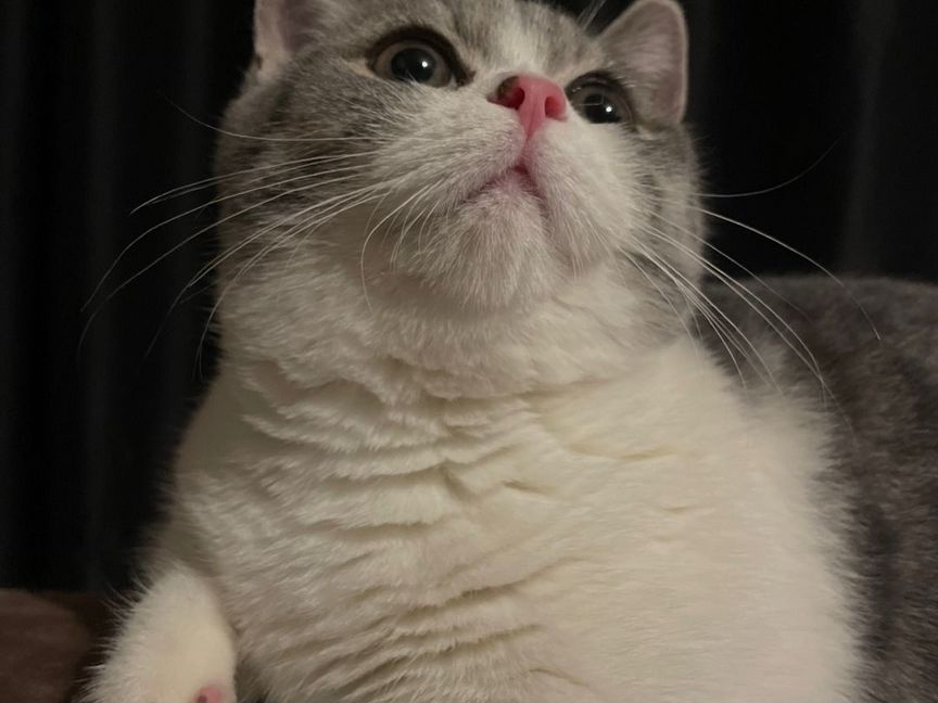 Кот манчкин на вязку