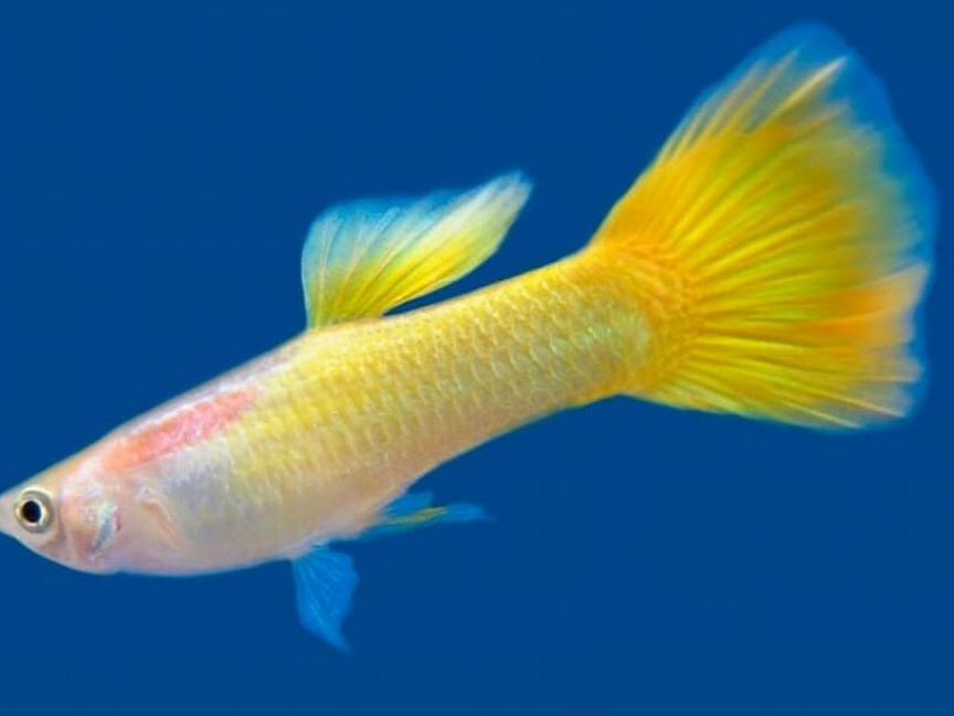 Рыбки гуппи, аксолотль