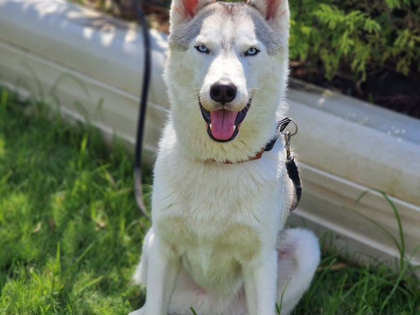 Собака в добрые руки отдам бесплатно