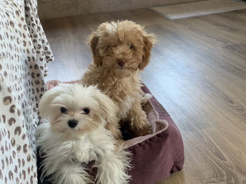 Собаки в добрые руки